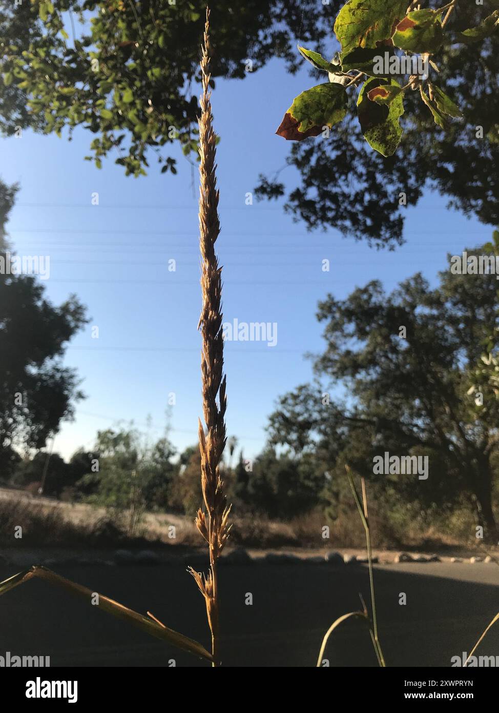 giant wild rye (Leymus condensatus) Plantae Stock Photo - Alamy
