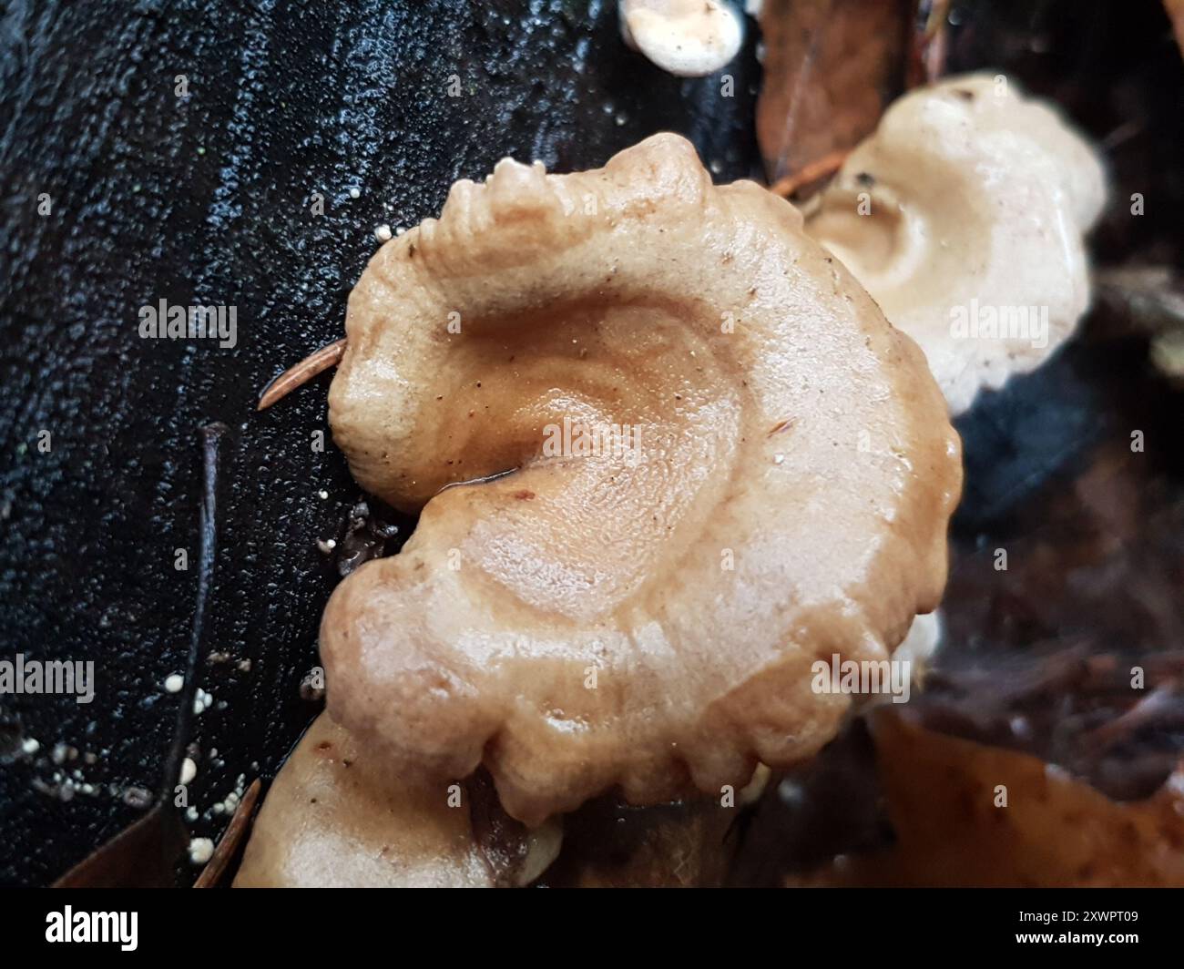 Luminescent Panellus (Panellus stipticus) Fungi Stock Photo - Alamy