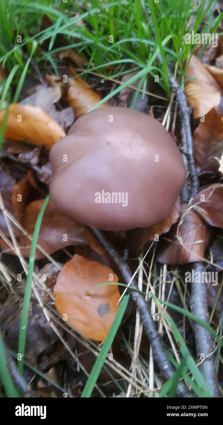 Blewit (Collybia nuda) Fungi Stock Photo - Alamy