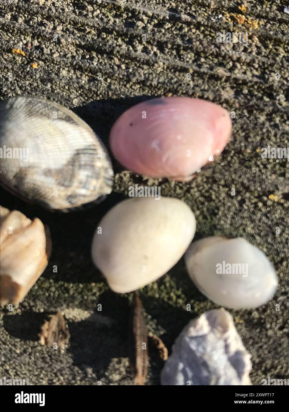 Japanese Littleneck (Ruditapes philippinarum) Mollusca Stock Photo - Alamy