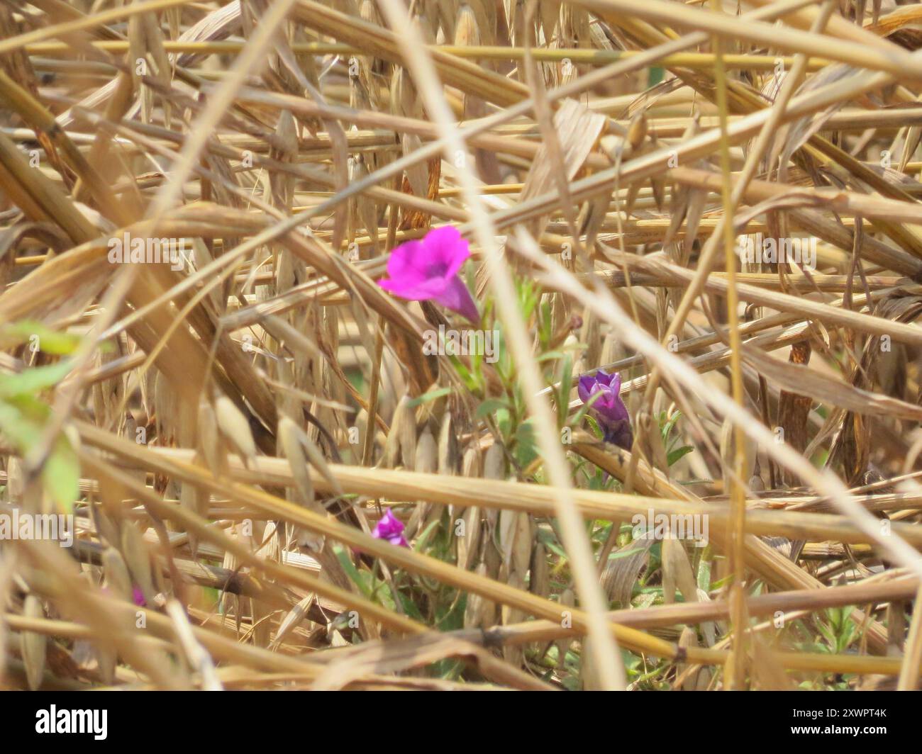 flowering plants (Angiospermae) Plantae Stock Photo - Alamy