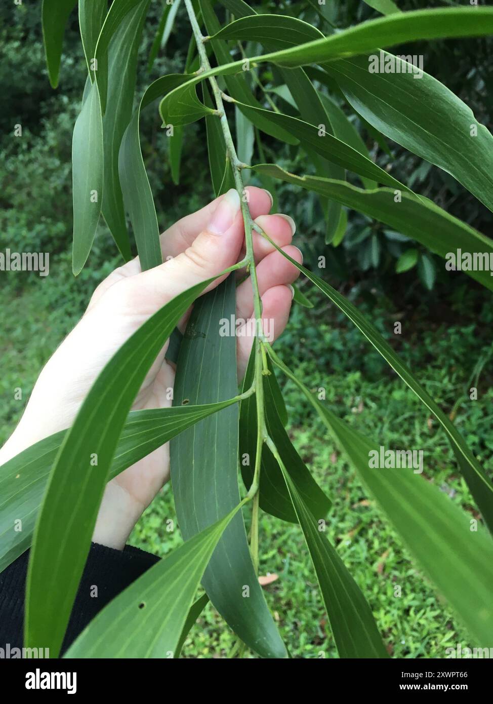 Acacia auriculiformis hi-res stock photography and images - Alamy