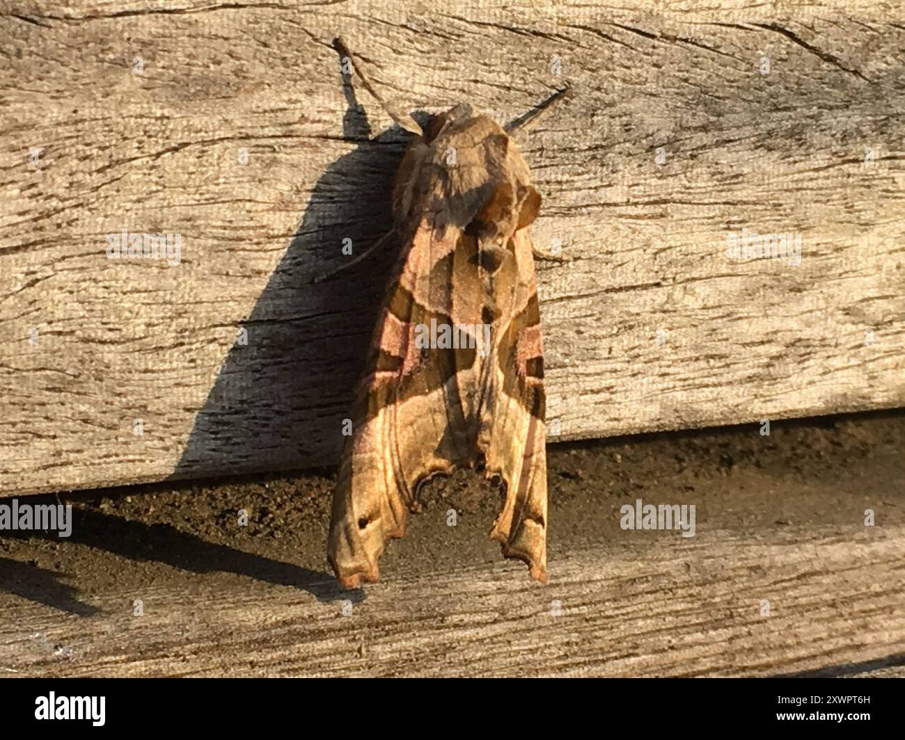 Angle Shades (Phlogophora meticulosa) Insecta Stock Photo - Alamy