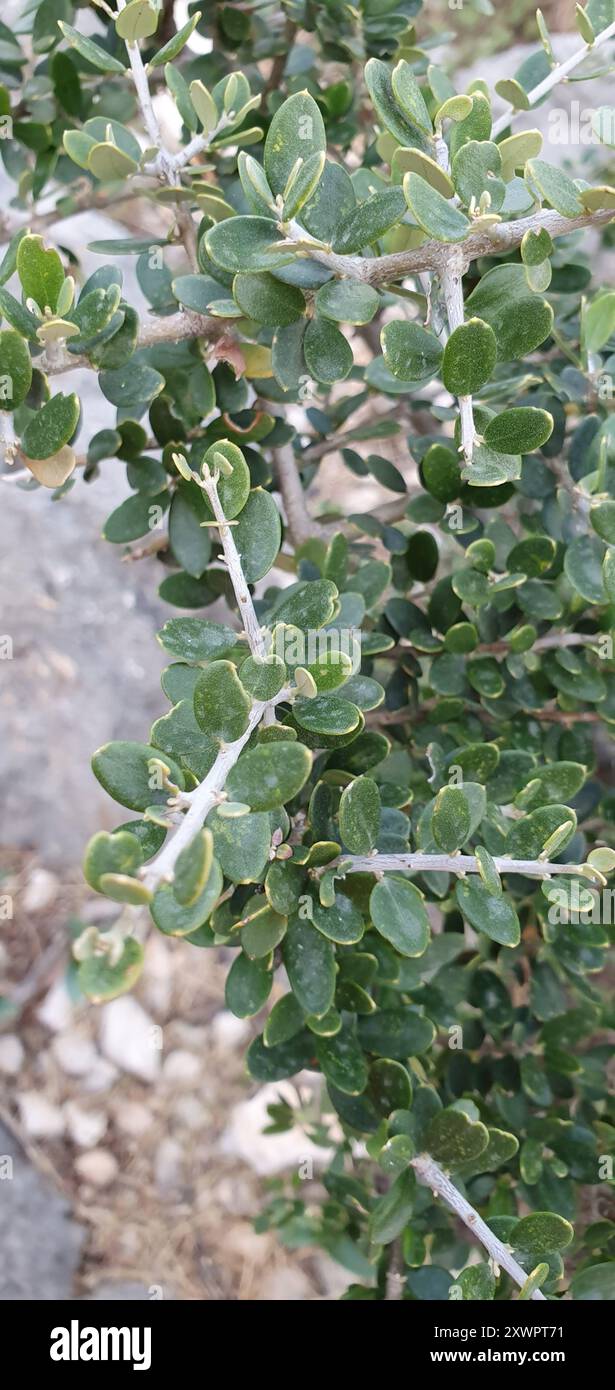 common box (Buxus sempervirens) Plantae Stock Photo - Alamy