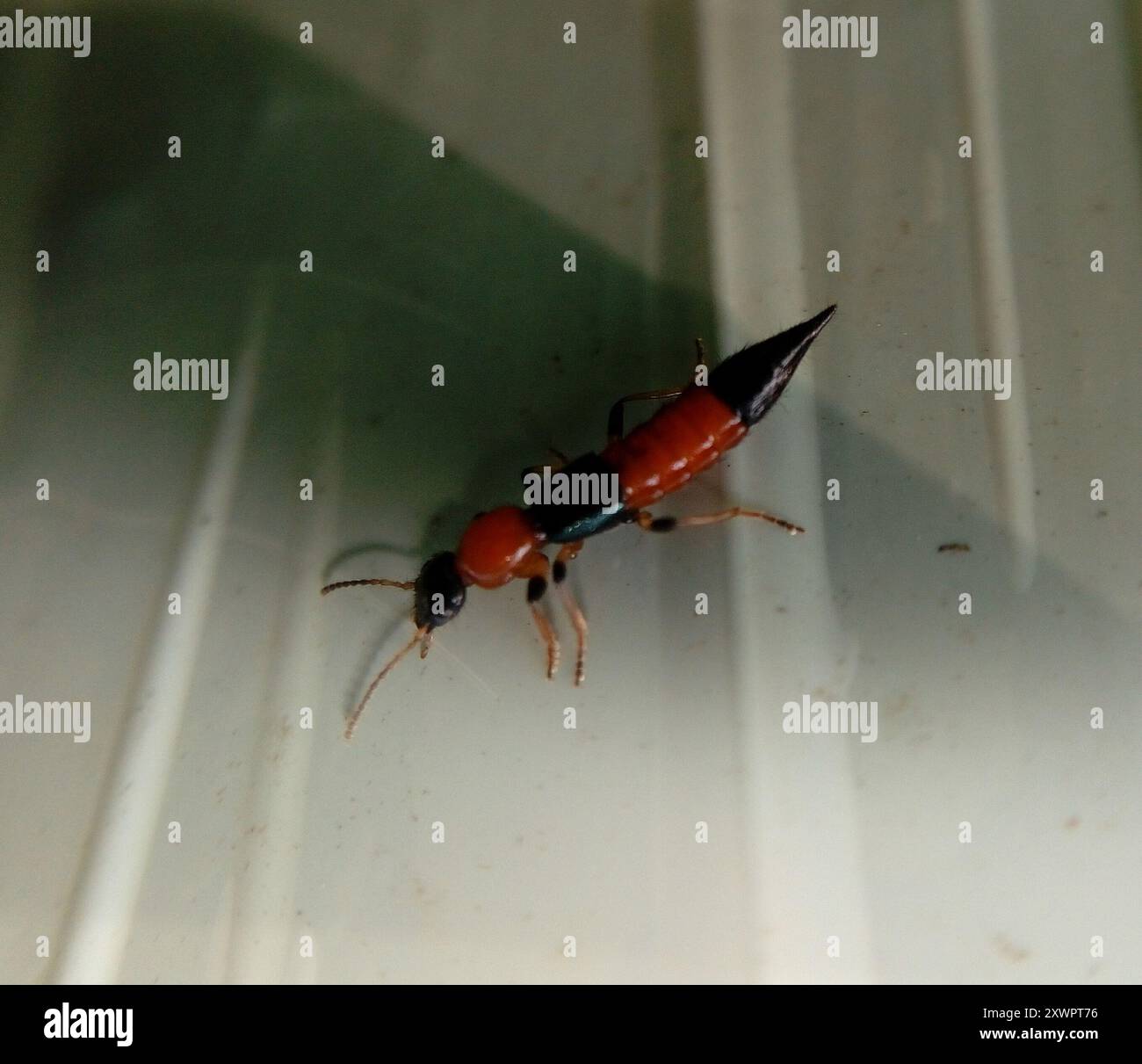 Whiplash Beetles (Paederus) Insecta Stock Photo - Alamy
