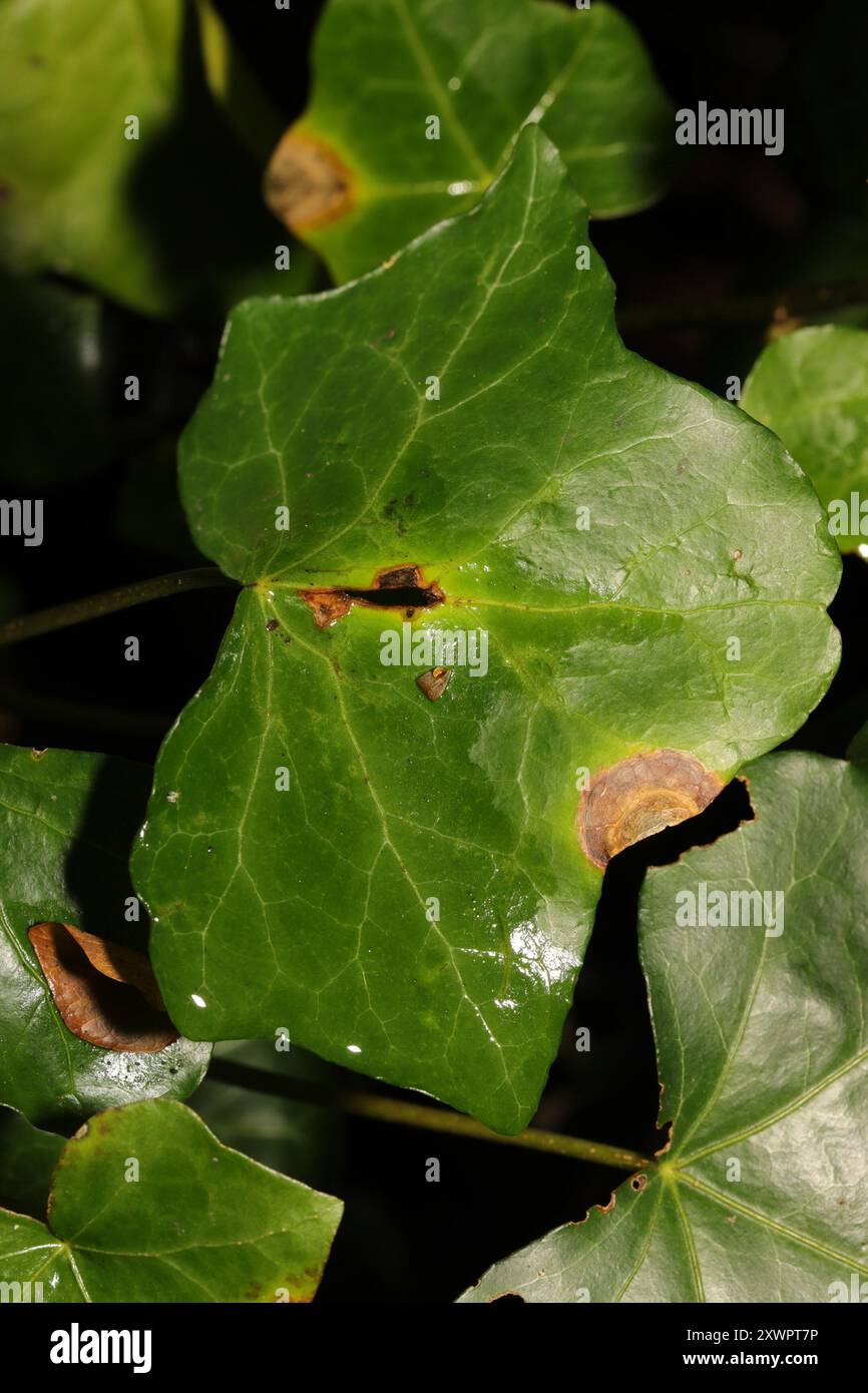 Leaf spot of ivy (Boeremia hedericola) Fungi Stock Photo - Alamy