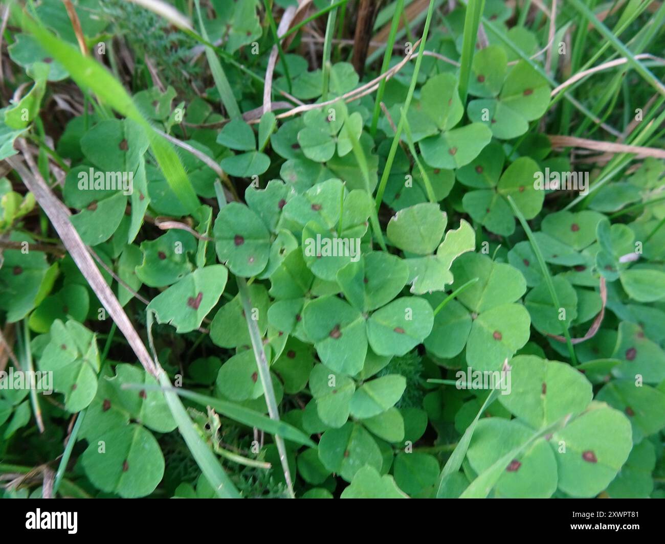 Spotted medick (Medicago arabica) Plantae Stock Photo - Alamy