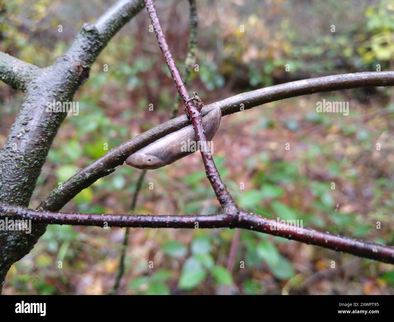 Tree slug (Lehmannia marginata) Mollusca Stock Photo - Alamy