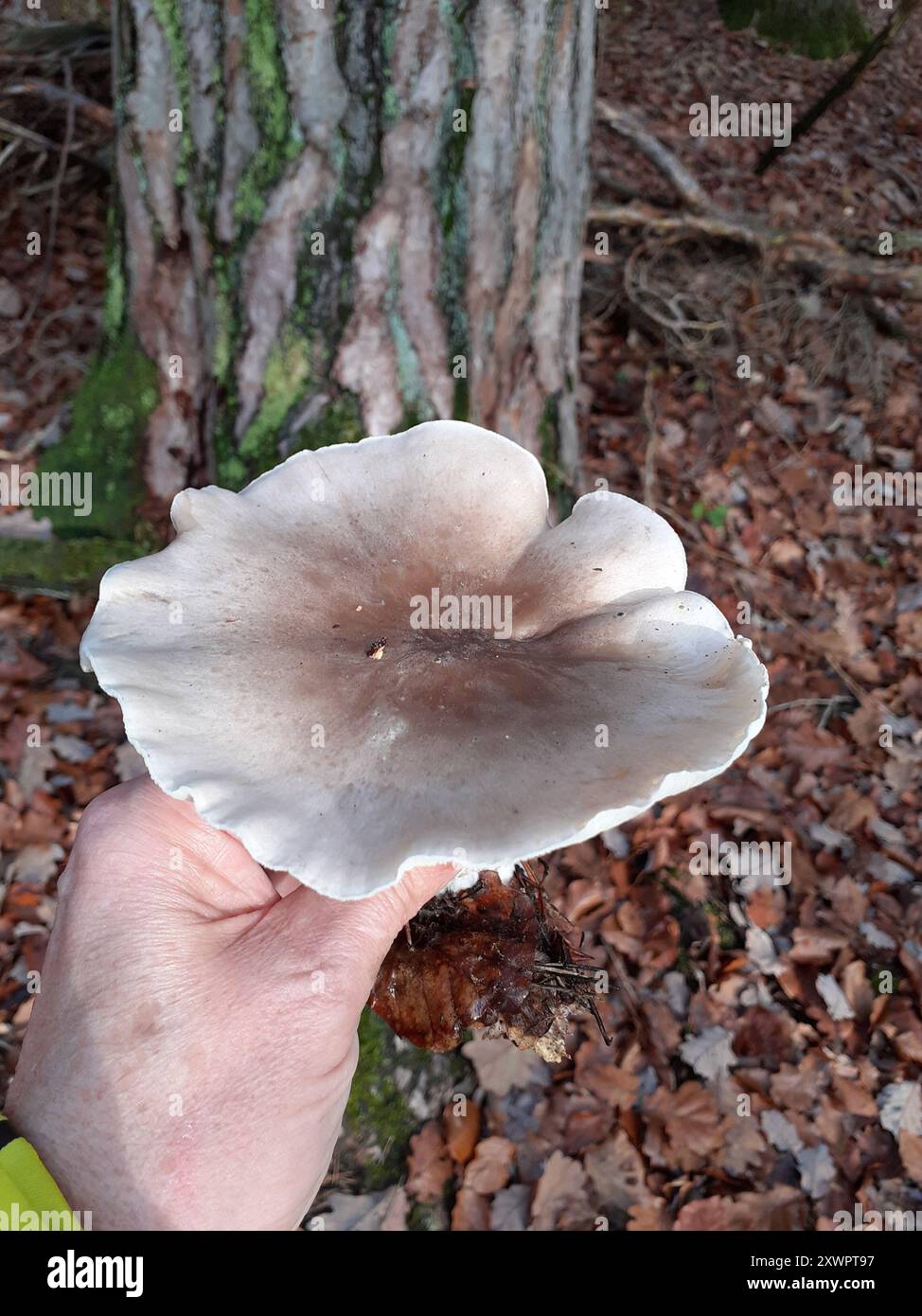 Cloudy Clitocybe (Clitocybe nebularis) Fungi Stock Photo - Alamy