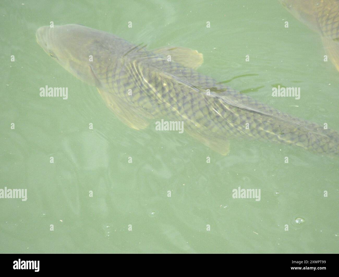 Amur Carp (Cyprinus rubrofuscus) Actinopterygii Stock Photo - Alamy