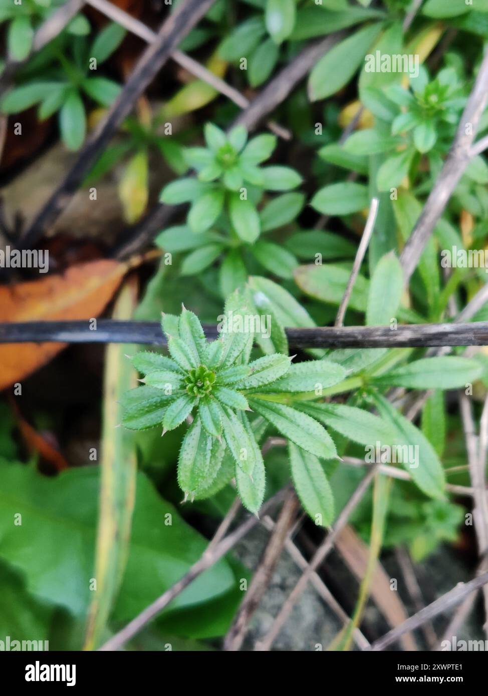 catchweed bedstraw (Galium aparine) Plantae Stock Photo - Alamy