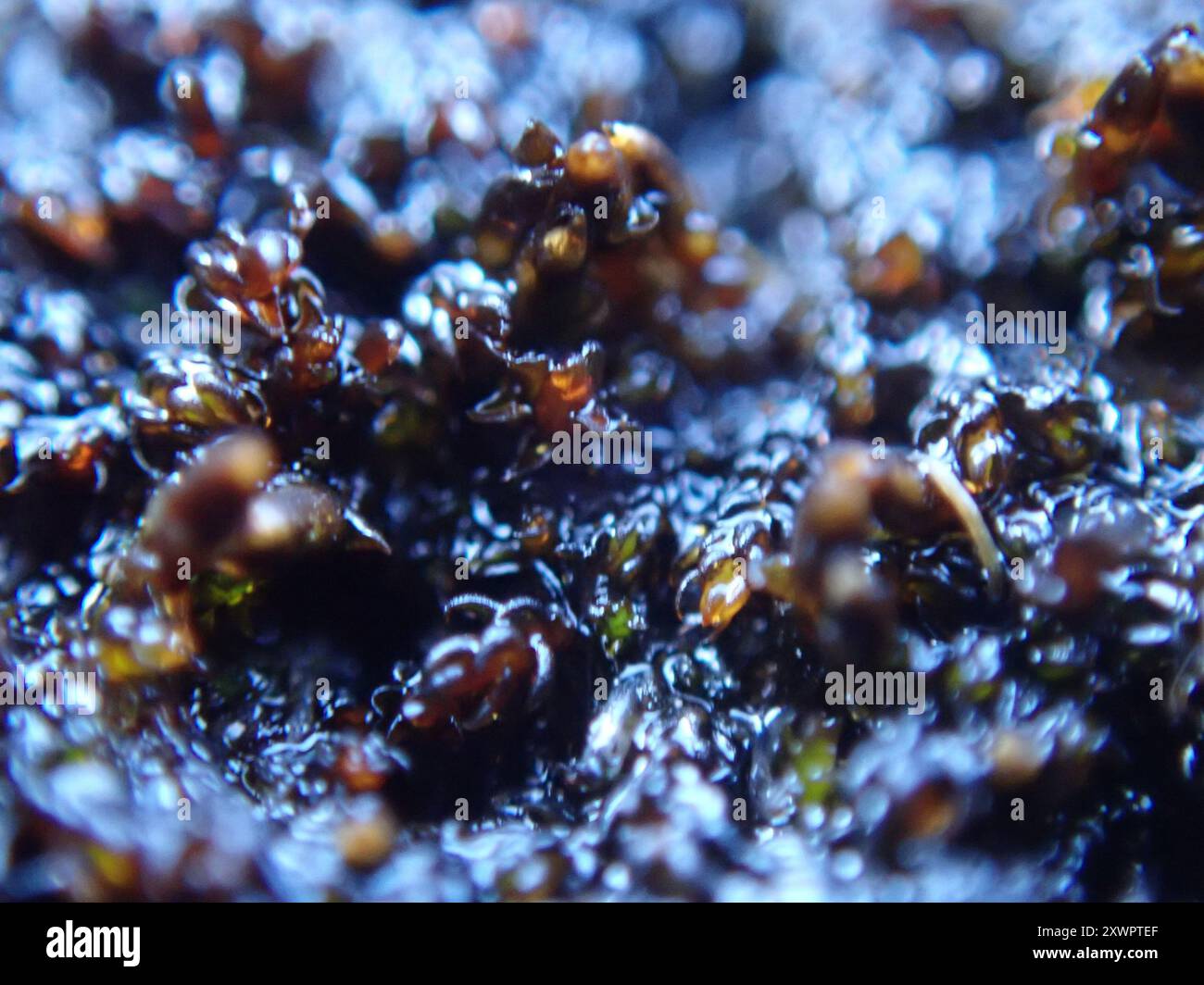 Black Rock Moss (Andreaea rupestris) Plantae Stock Photo - Alamy