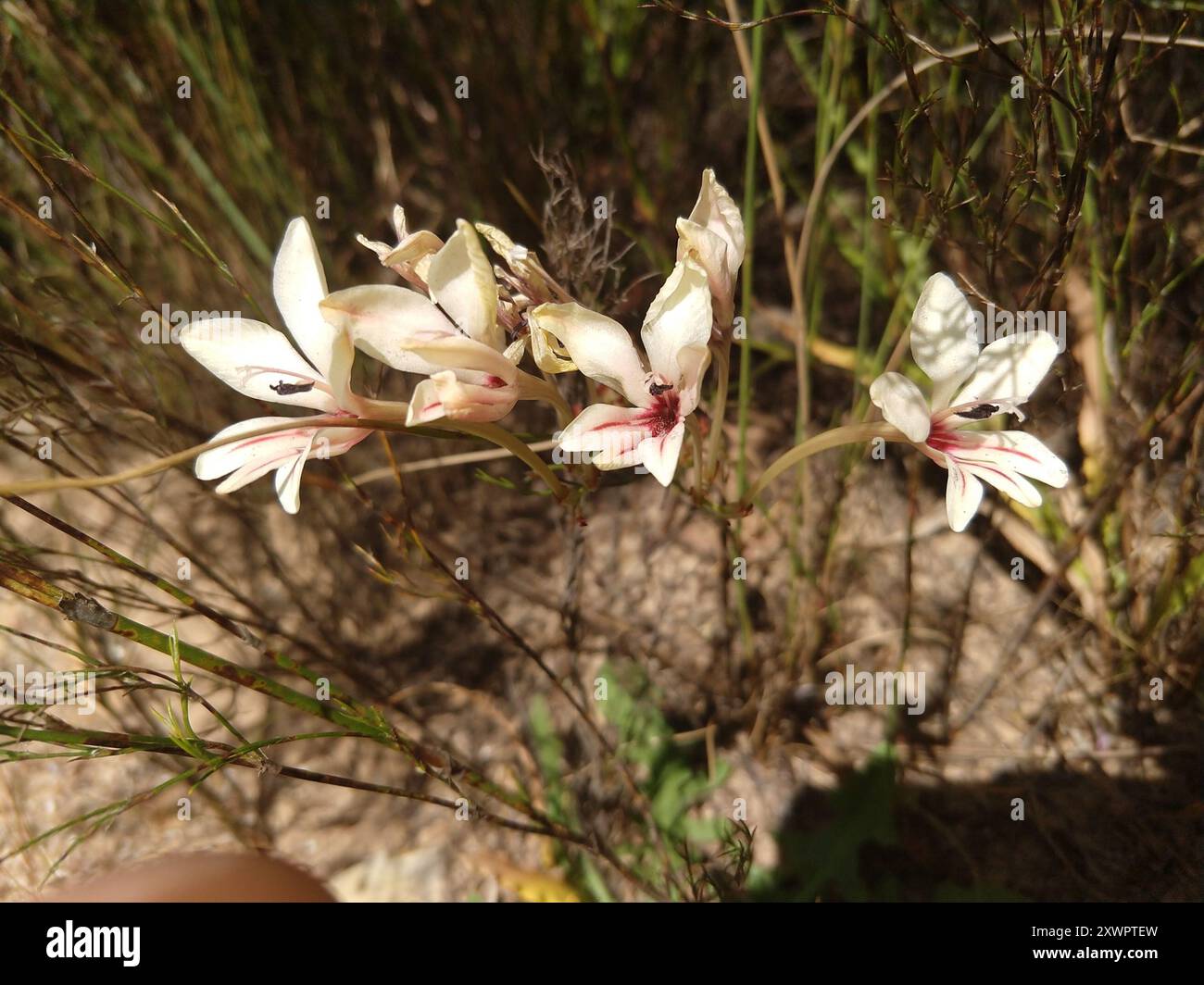 Tritonia undulata hi-res stock photography and images - Alamy