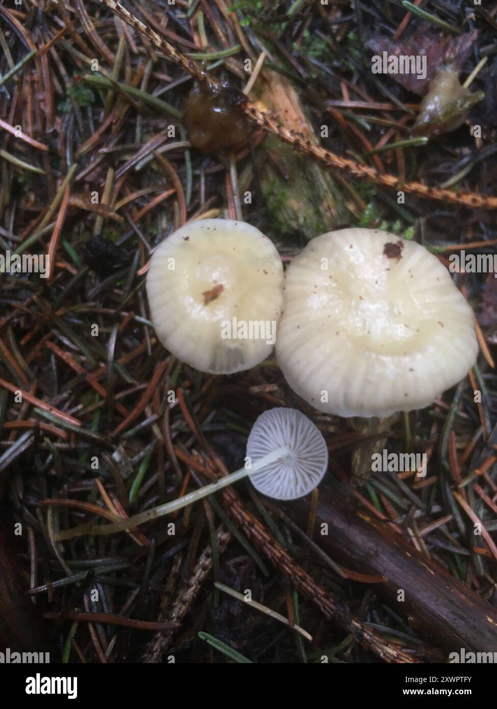Fragrant Funnel (Clitocybe fragrans) Fungi Stock Photo - Alamy