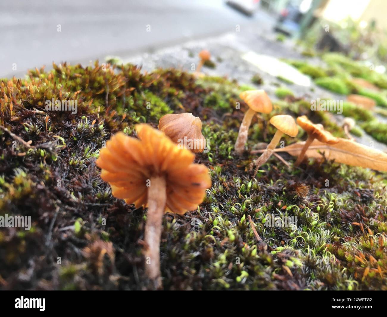 Moss Bells (Galerina) Fungi Stock Photo - Alamy