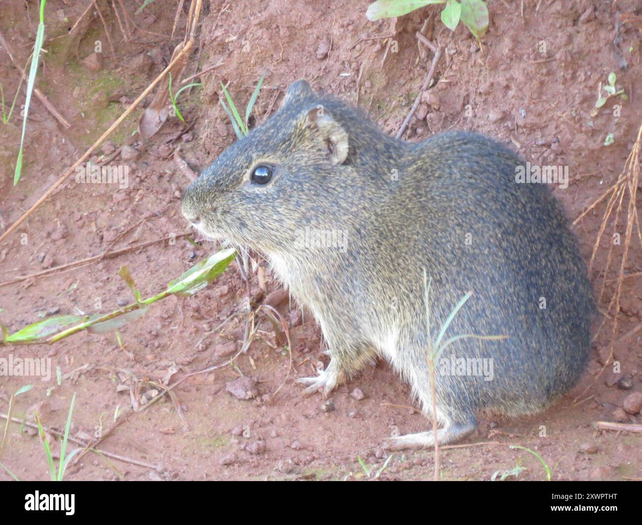 Brazilian guinea pig cavia aperea hi-res stock photography and images ...