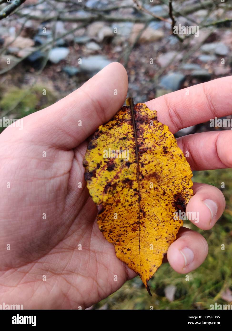willow family (Salicaceae) Plantae Stock Photo - Alamy