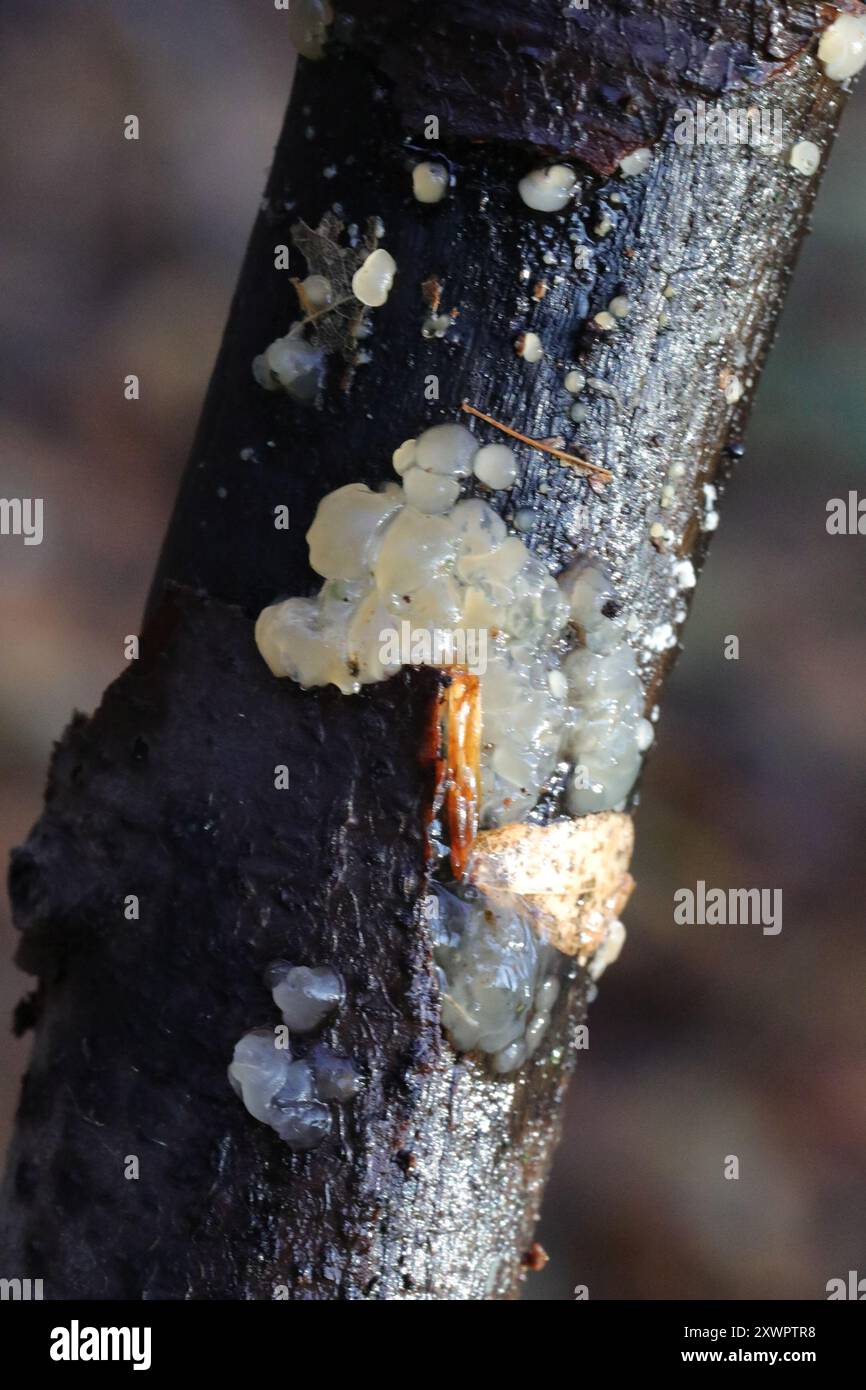 Crystal Brain Fungus (Myxarium nucleatum) Fungi Stock Photo - Alamy