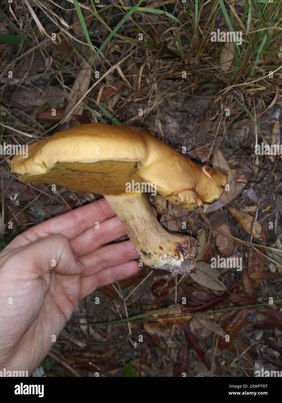 boletes (Boletaceae) Fungi Stock Photo - Alamy