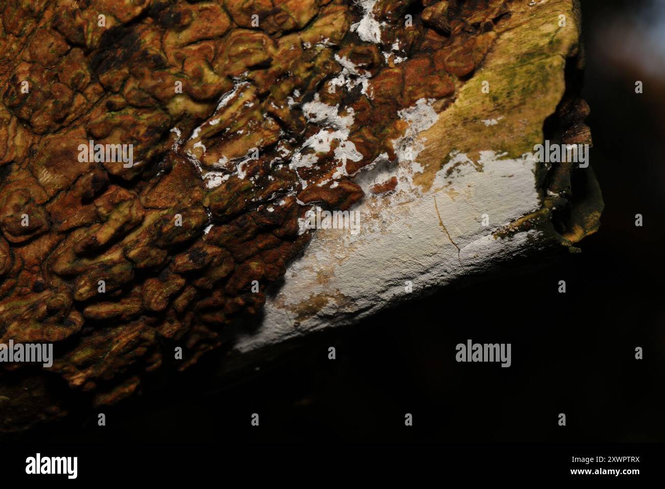 Elder Whitewash (Lyomyces sambuci) Fungi Stock Photo - Alamy