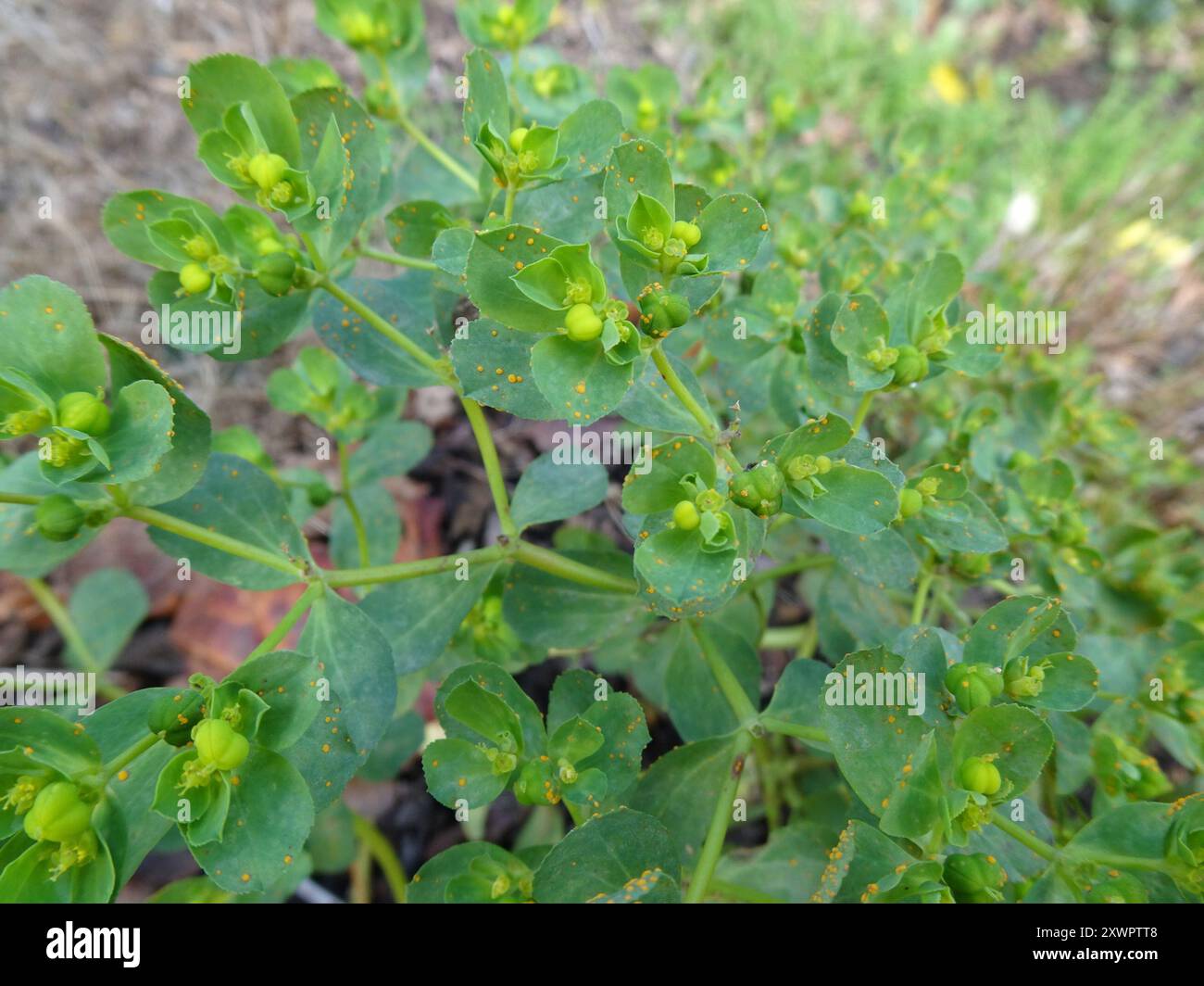 Sun spurge (Euphorbia helioscopia) Plantae Stock Photo - Alamy