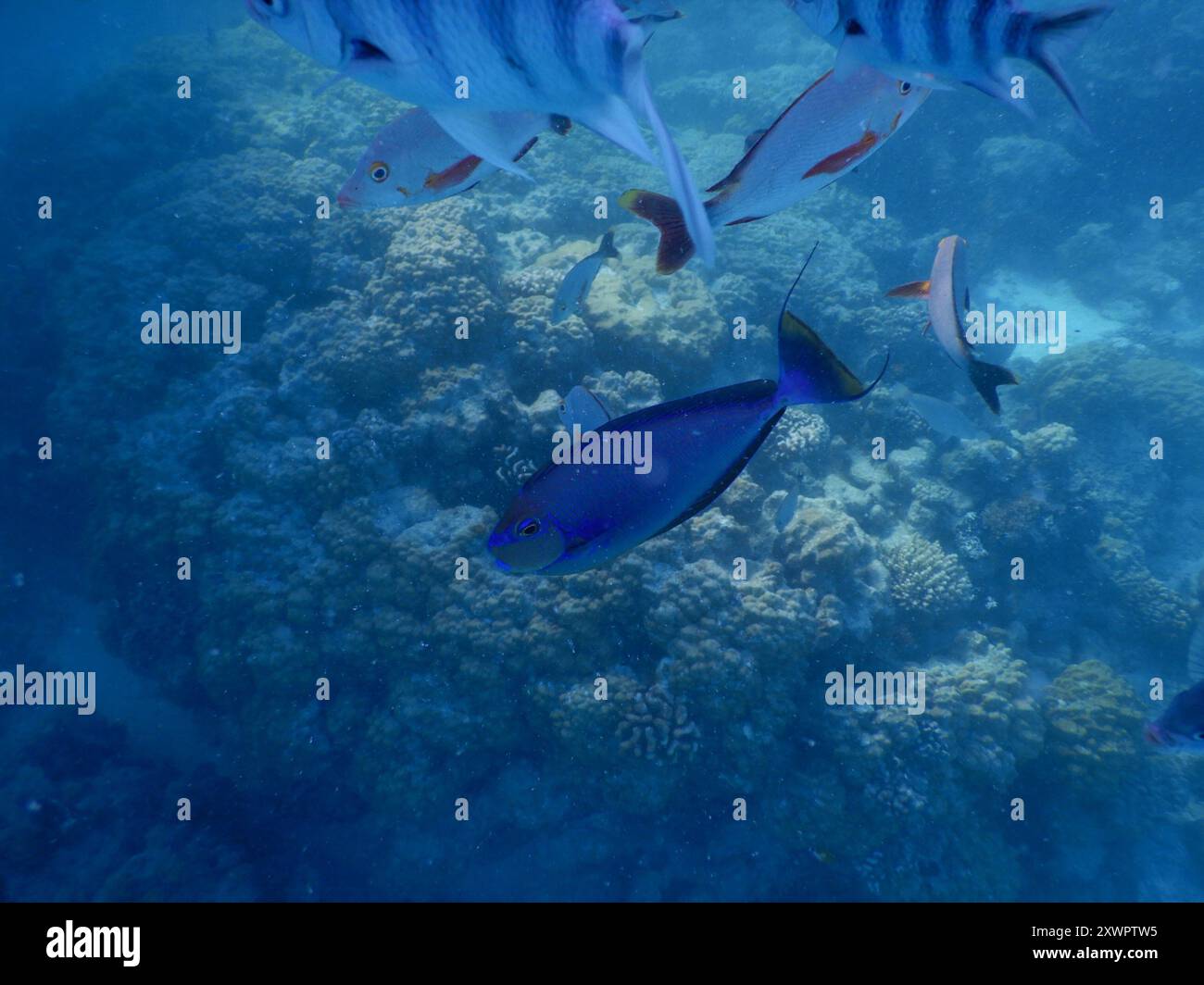 Bignose Unicornfish (Naso vlamingii) Actinopterygii Stock Photo - Alamy
