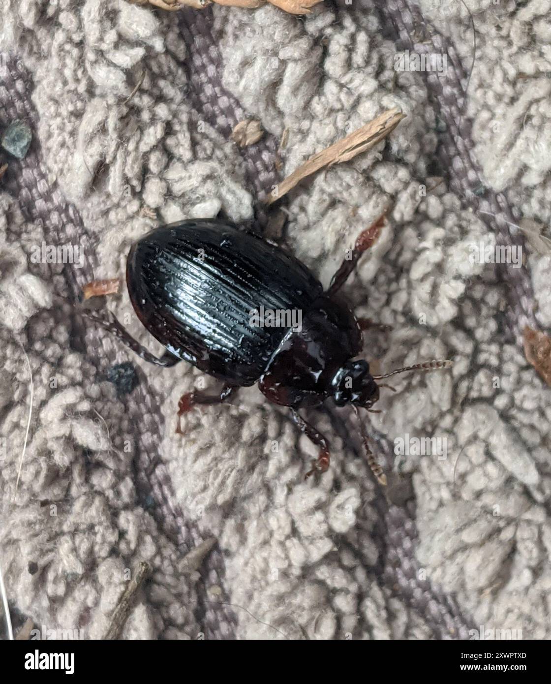 (Necrophilus hydrophiloides) Insecta Stock Photo - Alamy