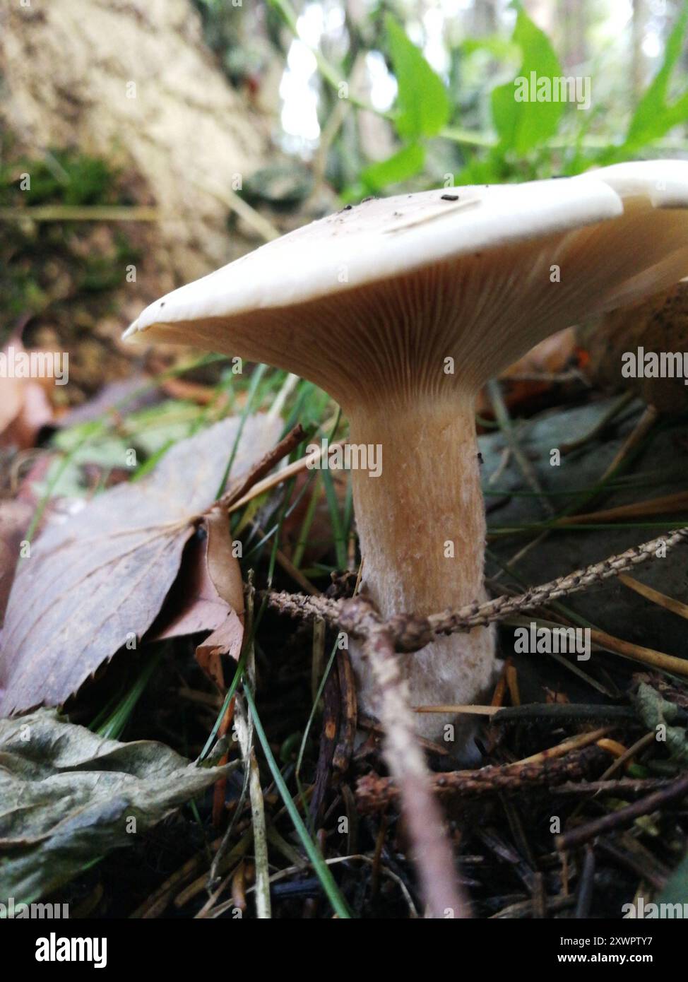 Cloudy Clitocybe (Clitocybe nebularis) Fungi Stock Photo - Alamy