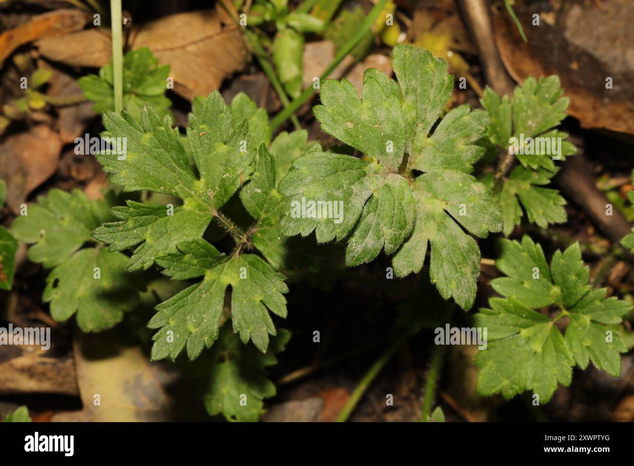 Buttercup Powdery Mildew (Erysiphe aquilegiae ranunculi) Fungi Stock ...