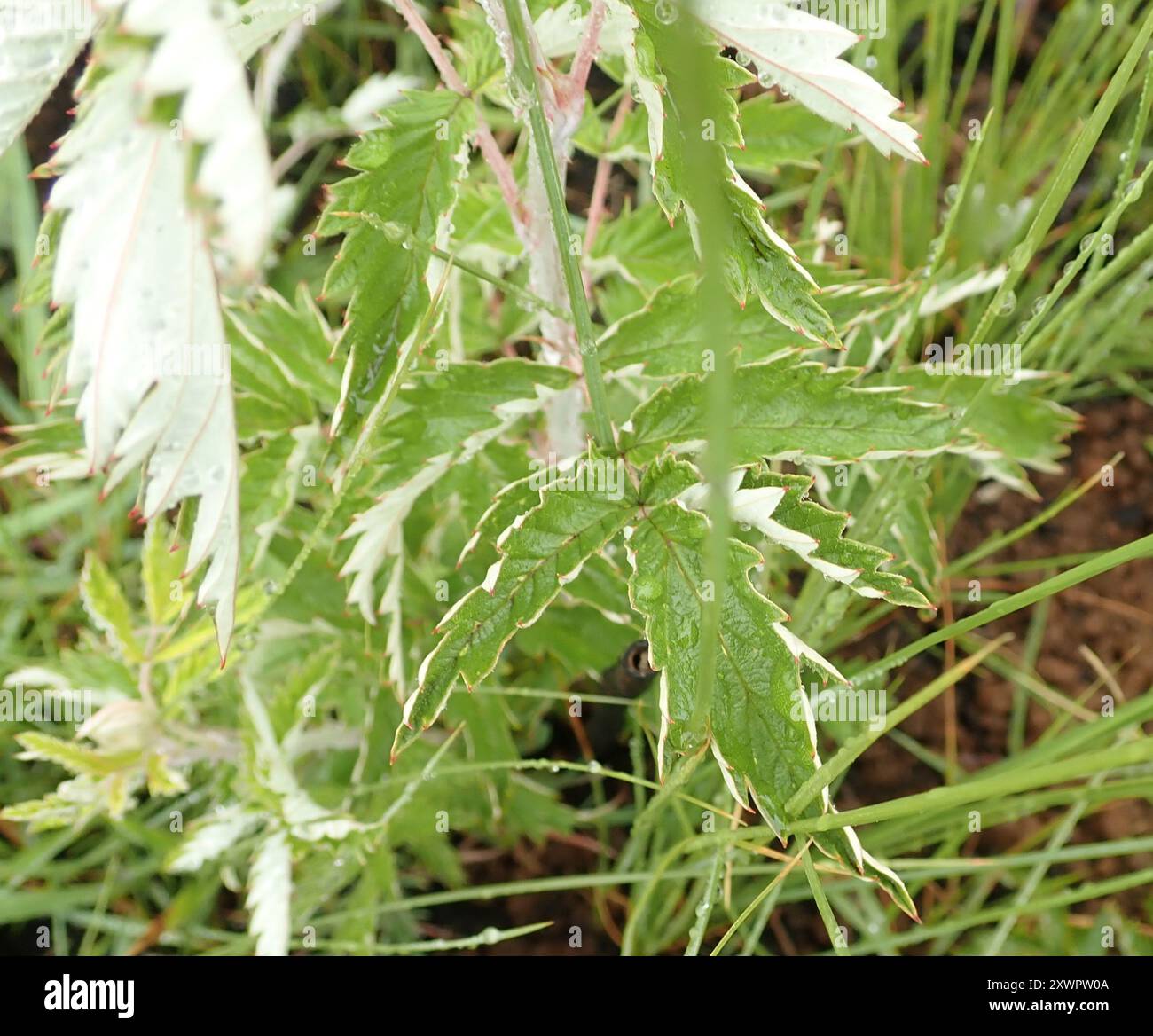 Silver Bramble (Rubus ludwigii) Plantae Stock Photo - Alamy