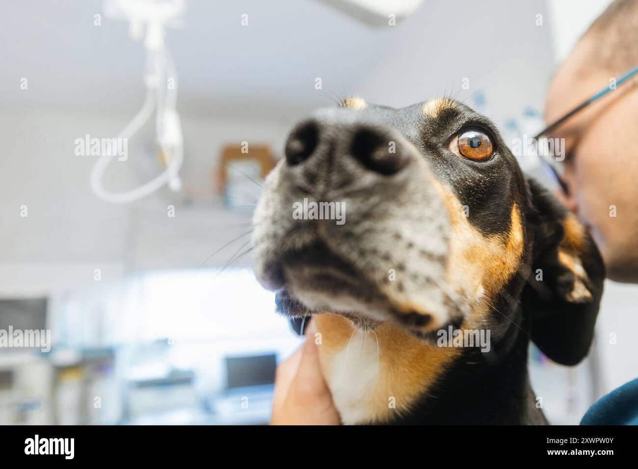 Man hugging sick dog. Selective focus on sad eyes of dog at veterinary ...