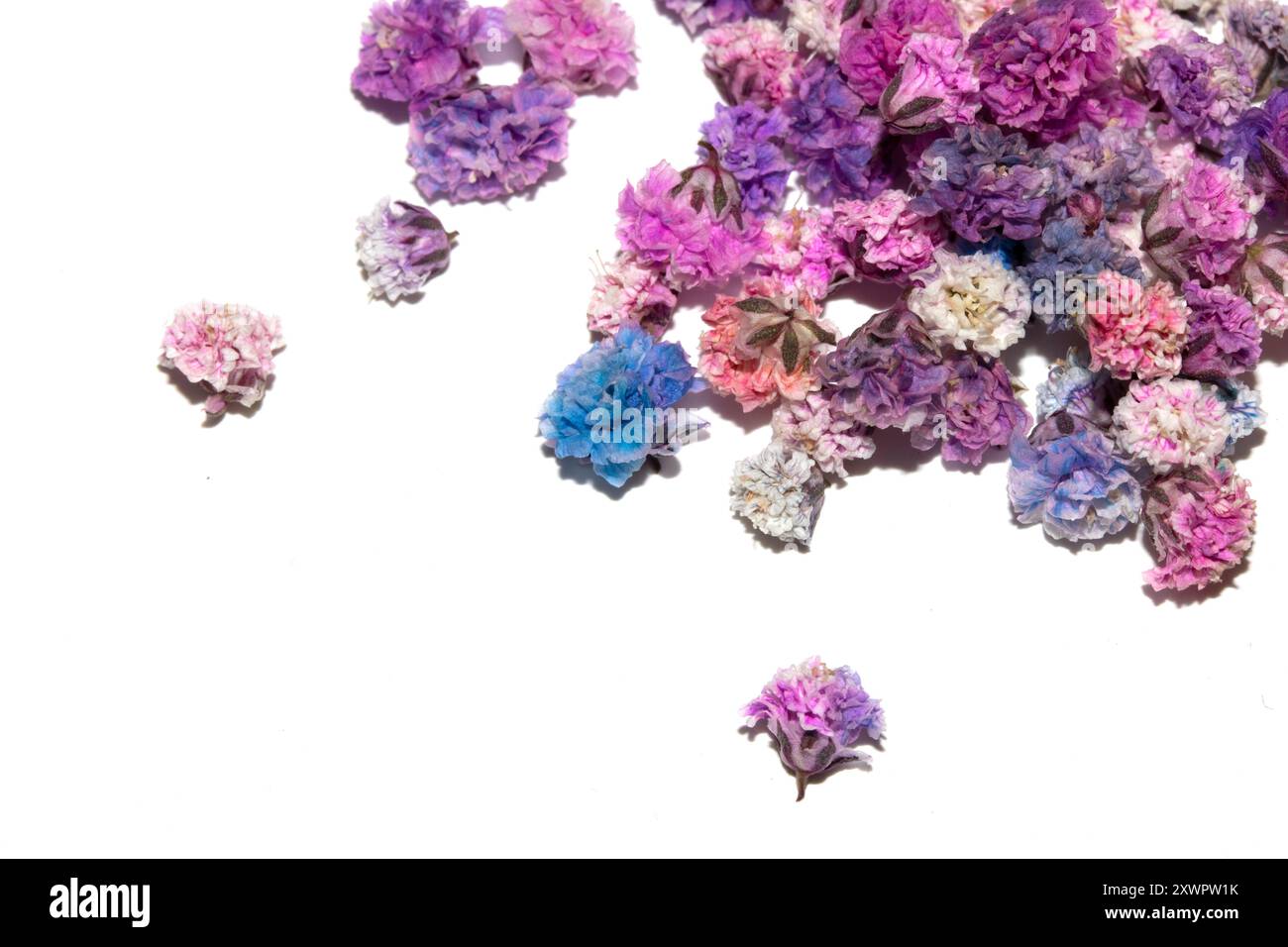 Pretty Floral Small Flowers Babies Breath On White Background for ...