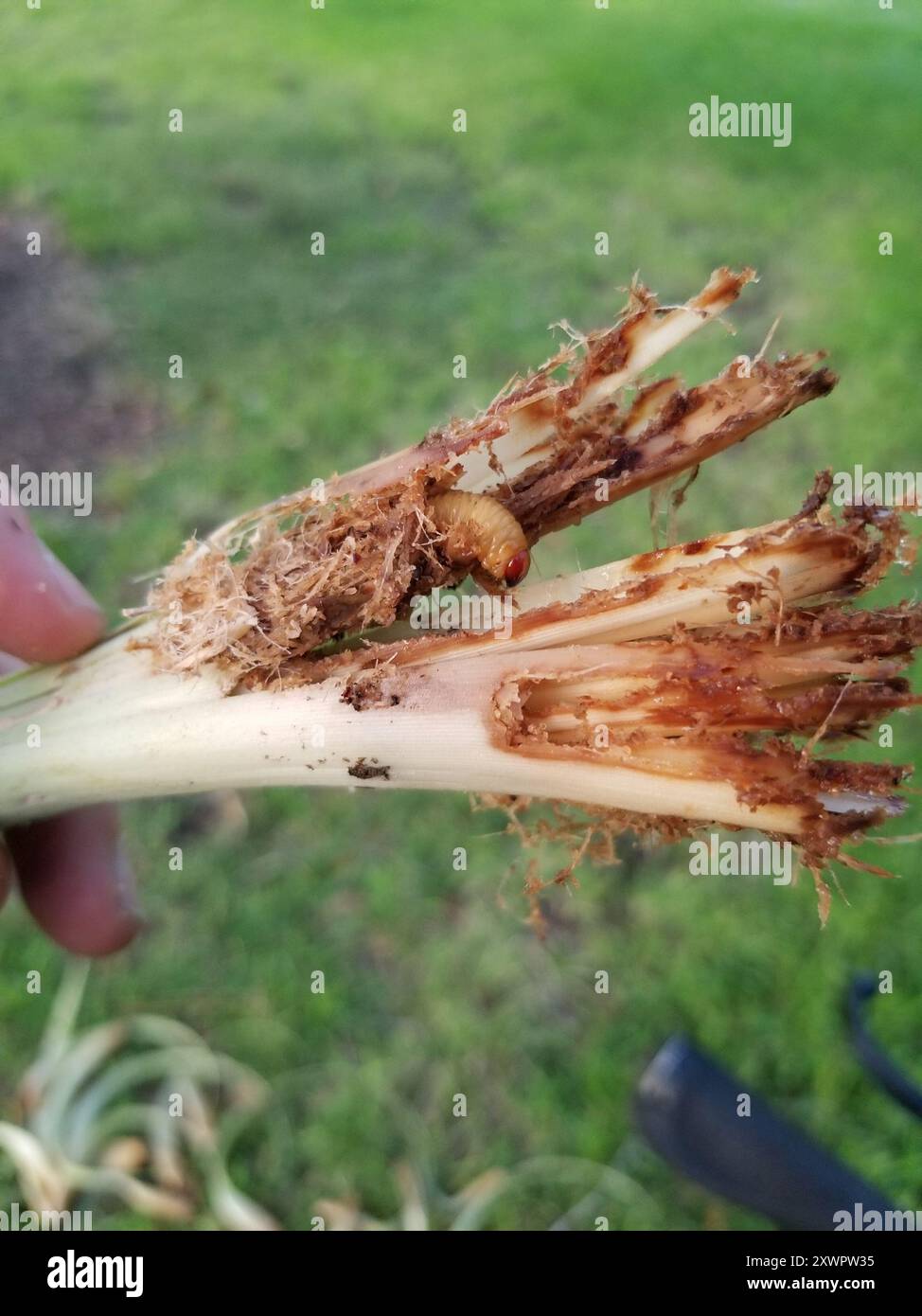 Mexican Bromeliad Weevil (Metamasius callizona) Insecta Stock Photo - Alamy
