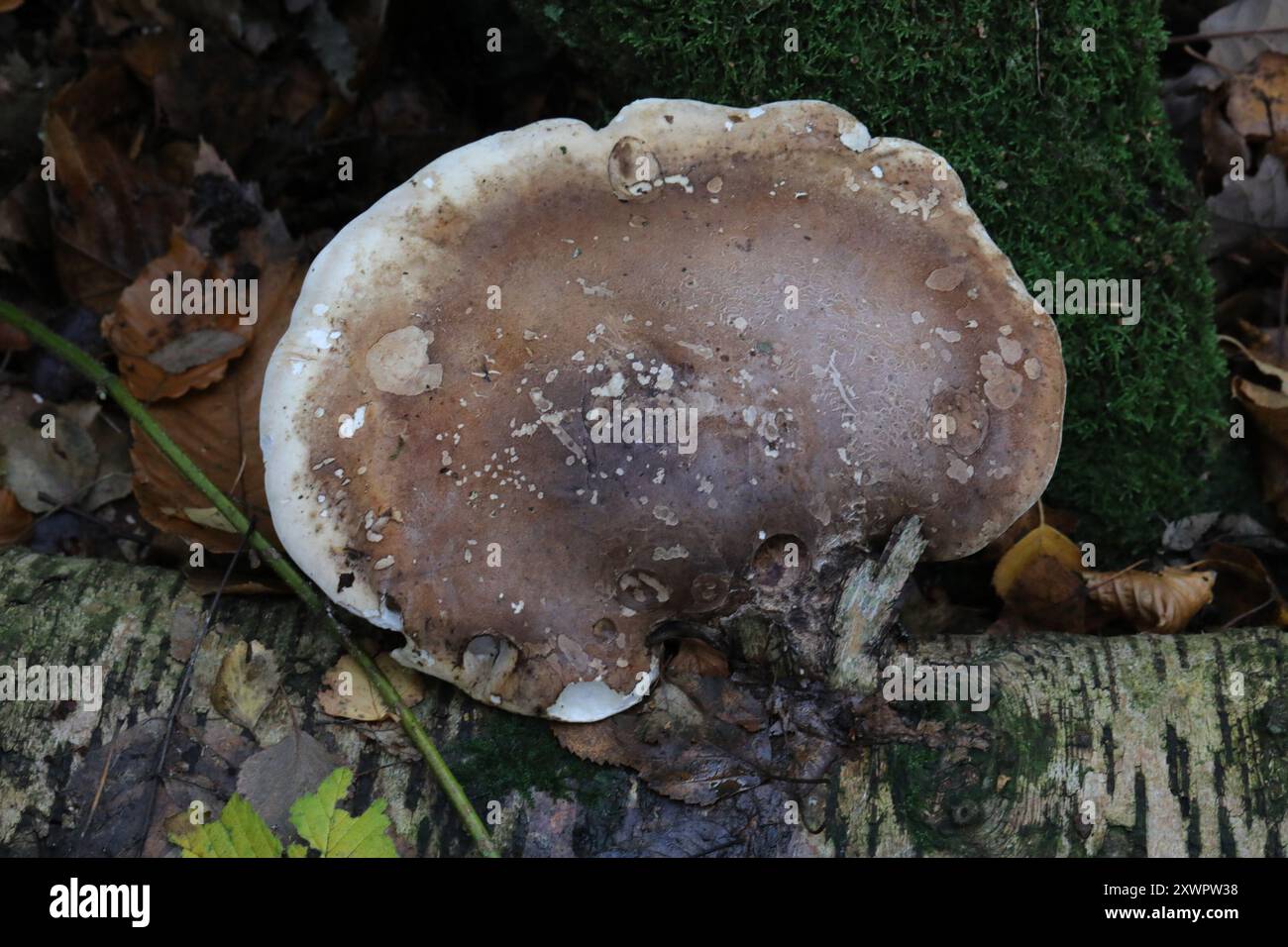birch polypore (Fomitopsis betulina) Fungi Stock Photo - Alamy