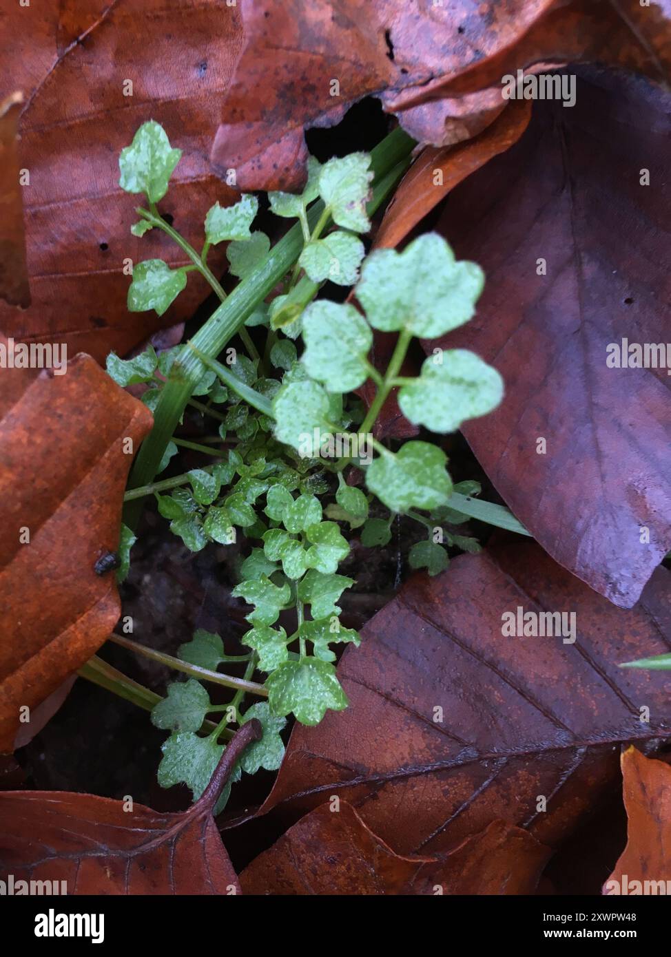 wavy bittercress (Cardamine flexuosa) Plantae Stock Photo - Alamy