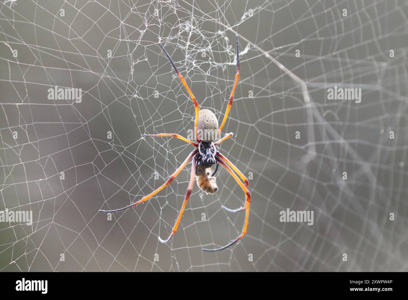 Tiger Spider (Trichonephila plumipes) Arachnida Stock Photo - Alamy