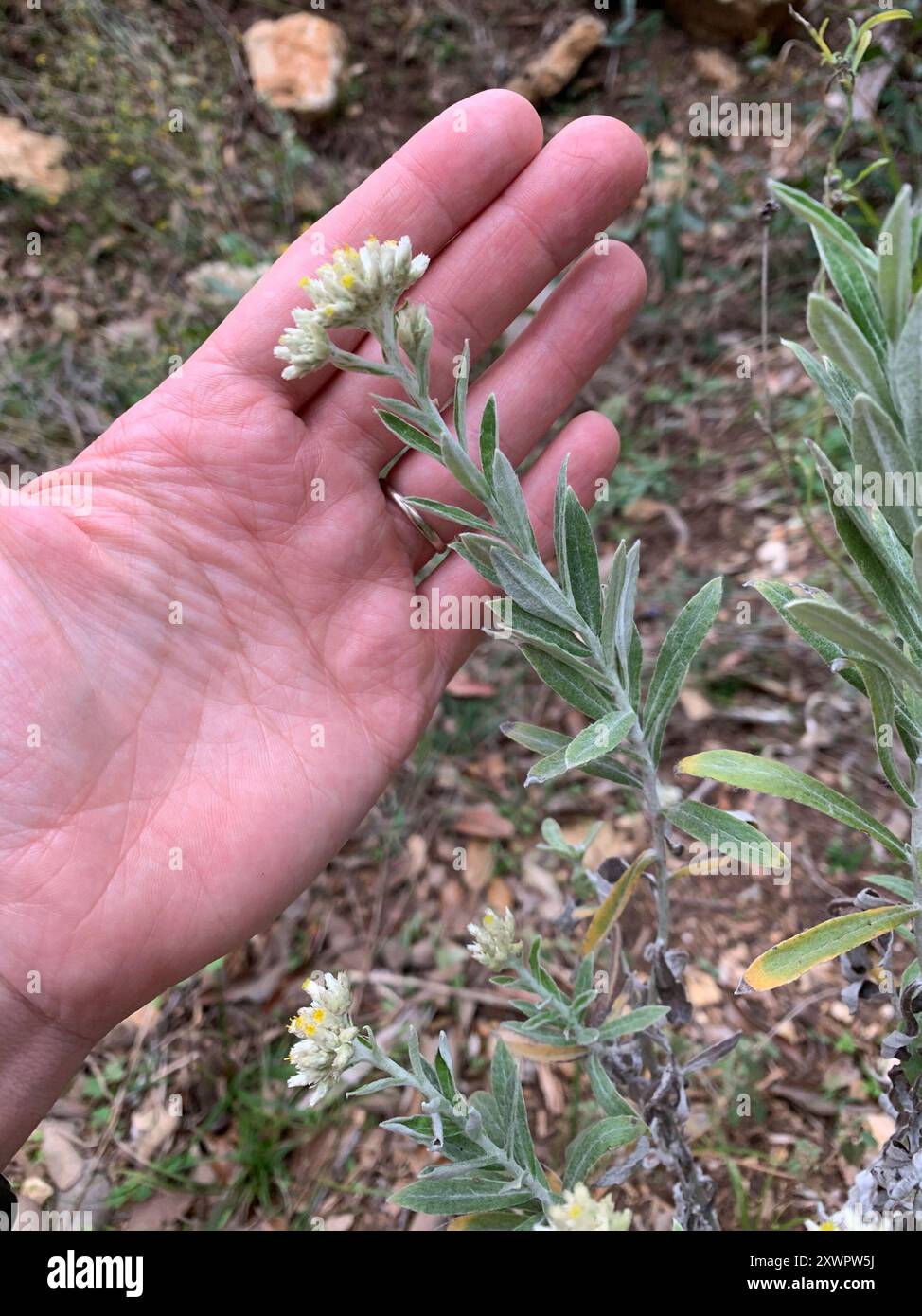 sweet everlasting (Pseudognaphalium obtusifolium) Plantae Stock Photo ...
