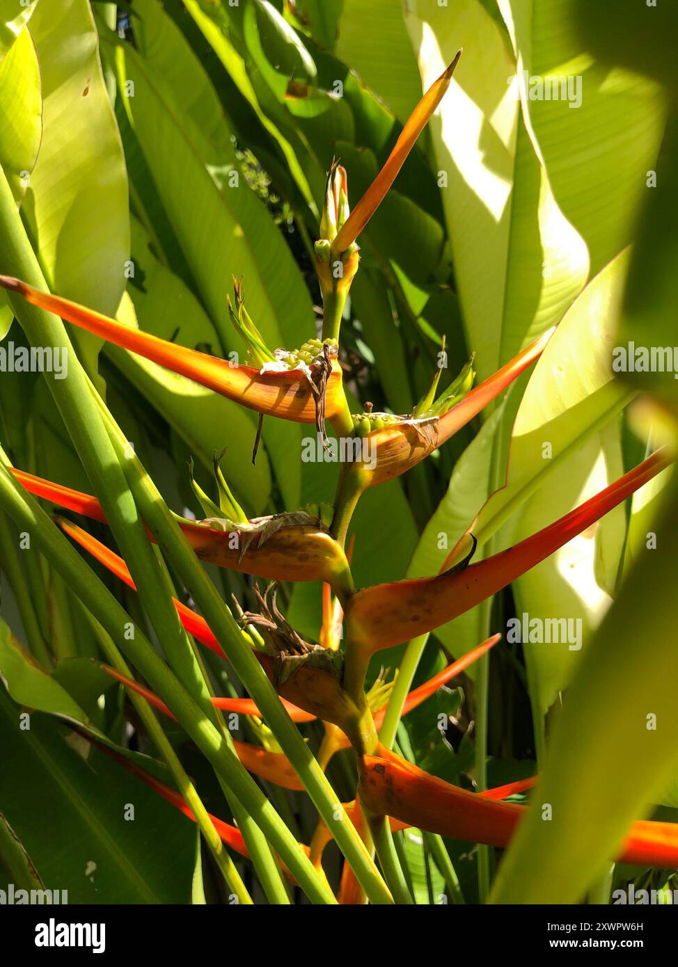 gingers, bananas, and allies (Zingiberales) Plantae Stock Photo - Alamy