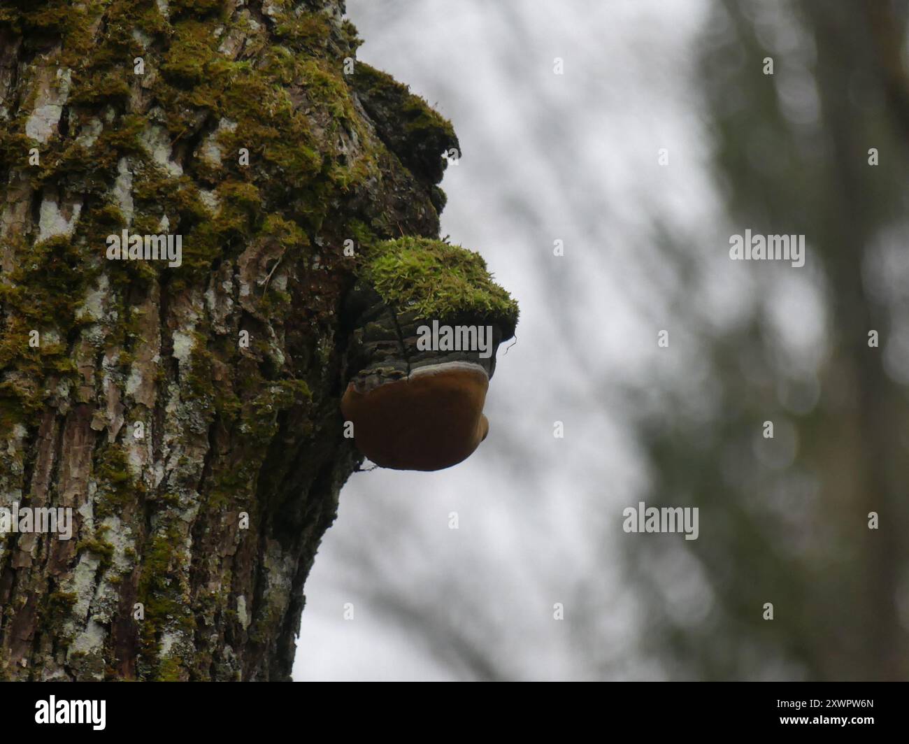 Willow Bracket (Phellinus igniarius) Fungi Stock Photo - Alamy