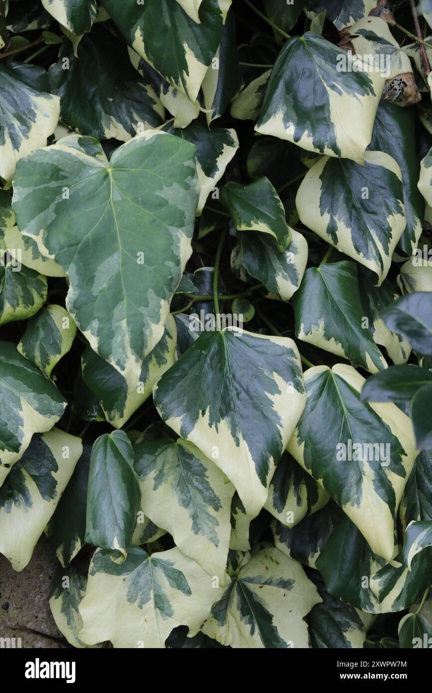 Persian Ivy (Hedera colchica) Plantae Stock Photo - Alamy