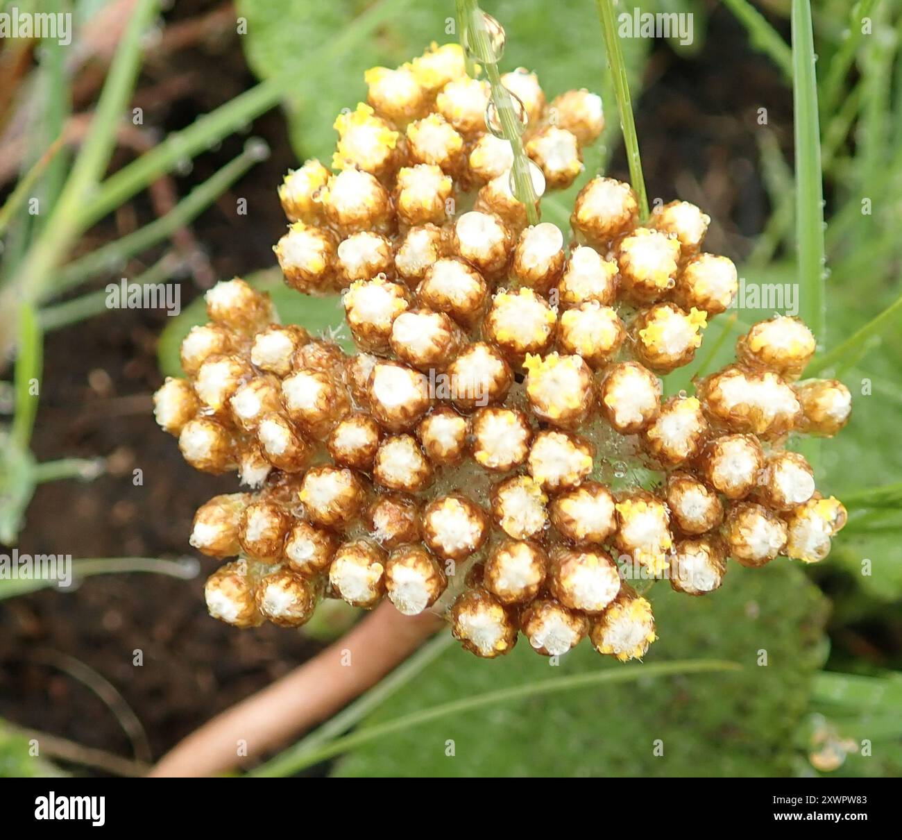 Brown Hottentot Tea Everlasting (Helichrysum nudifolium pilosellum ...