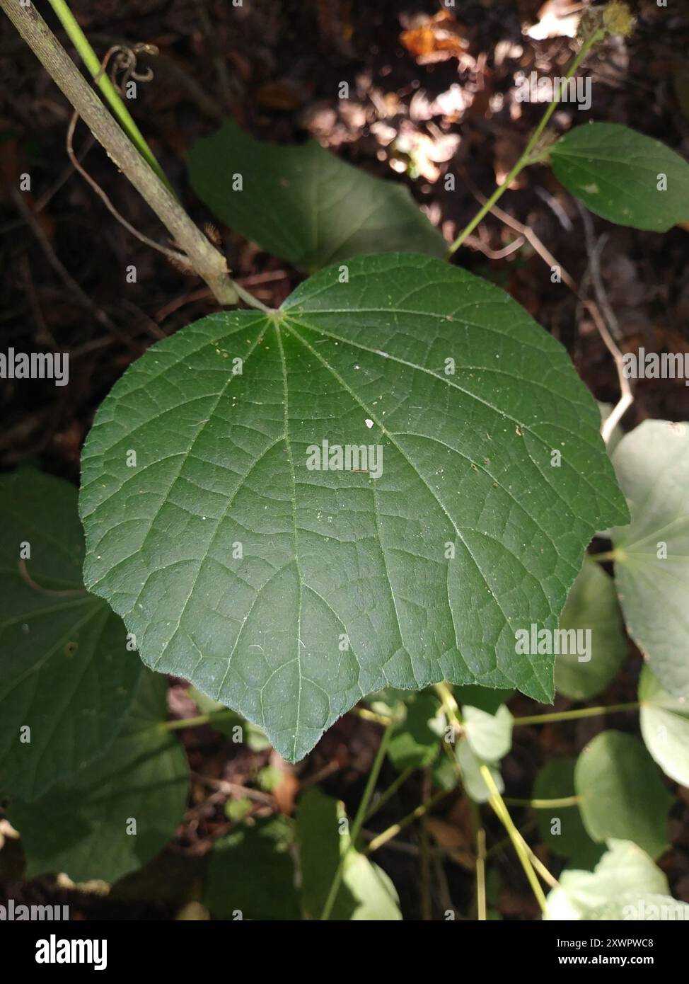 Caesar weed (Urena lobata) Plantae Stock Photo - Alamy