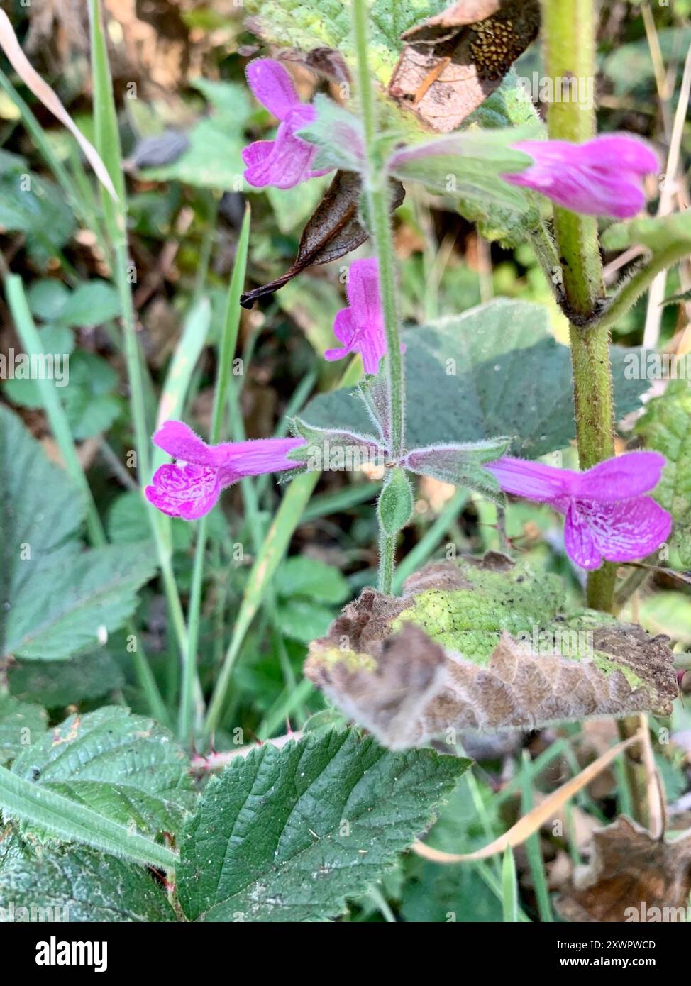 Coastal Hedge-nettle (Stachys chamissonis) Plantae Stock Photo - Alamy