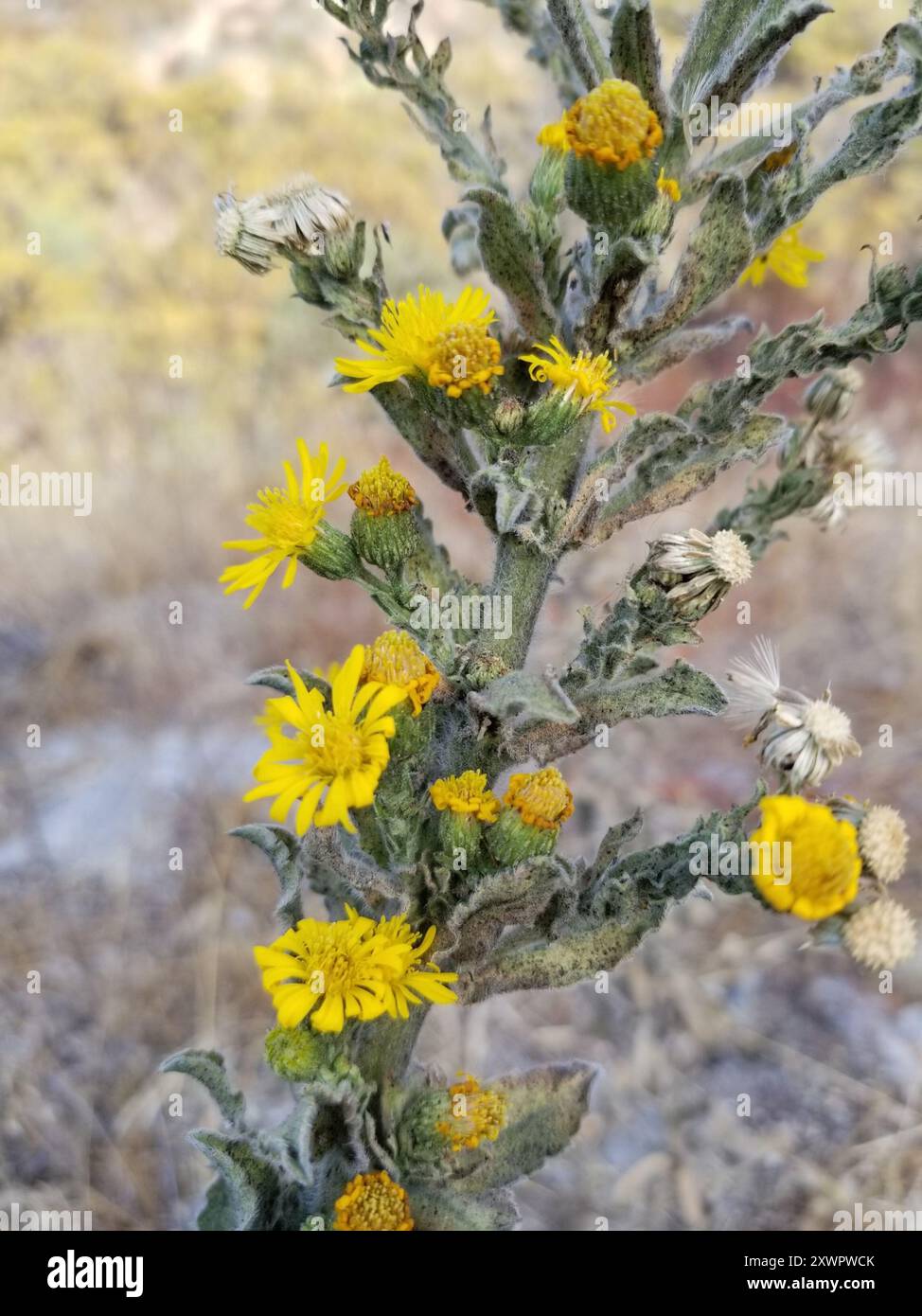 Telegraphweed (Heterotheca grandiflora) Plantae Stock Photo - Alamy