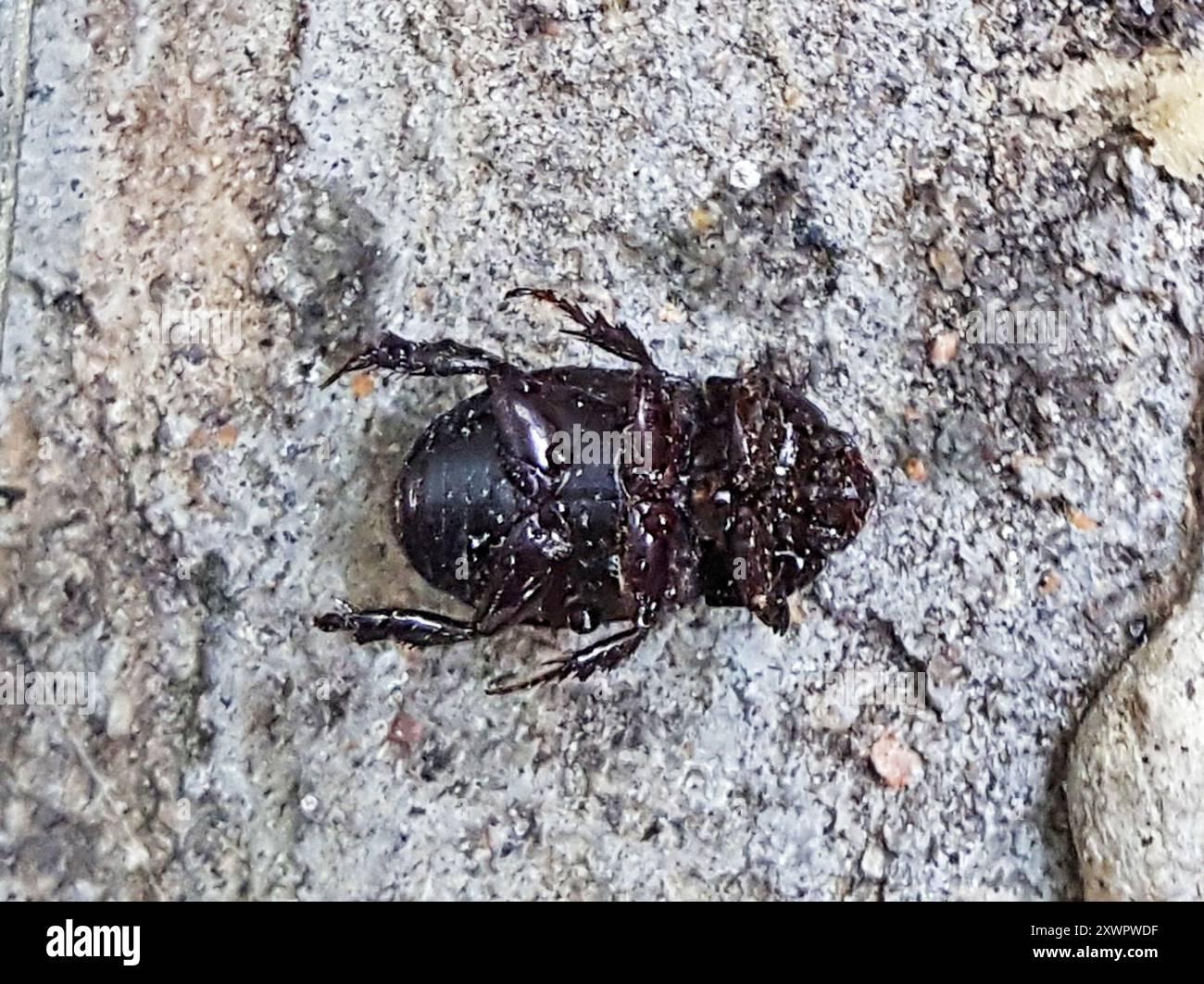 Sugarcane Beetle (Euetheola humilis) Insecta Stock Photo - Alamy