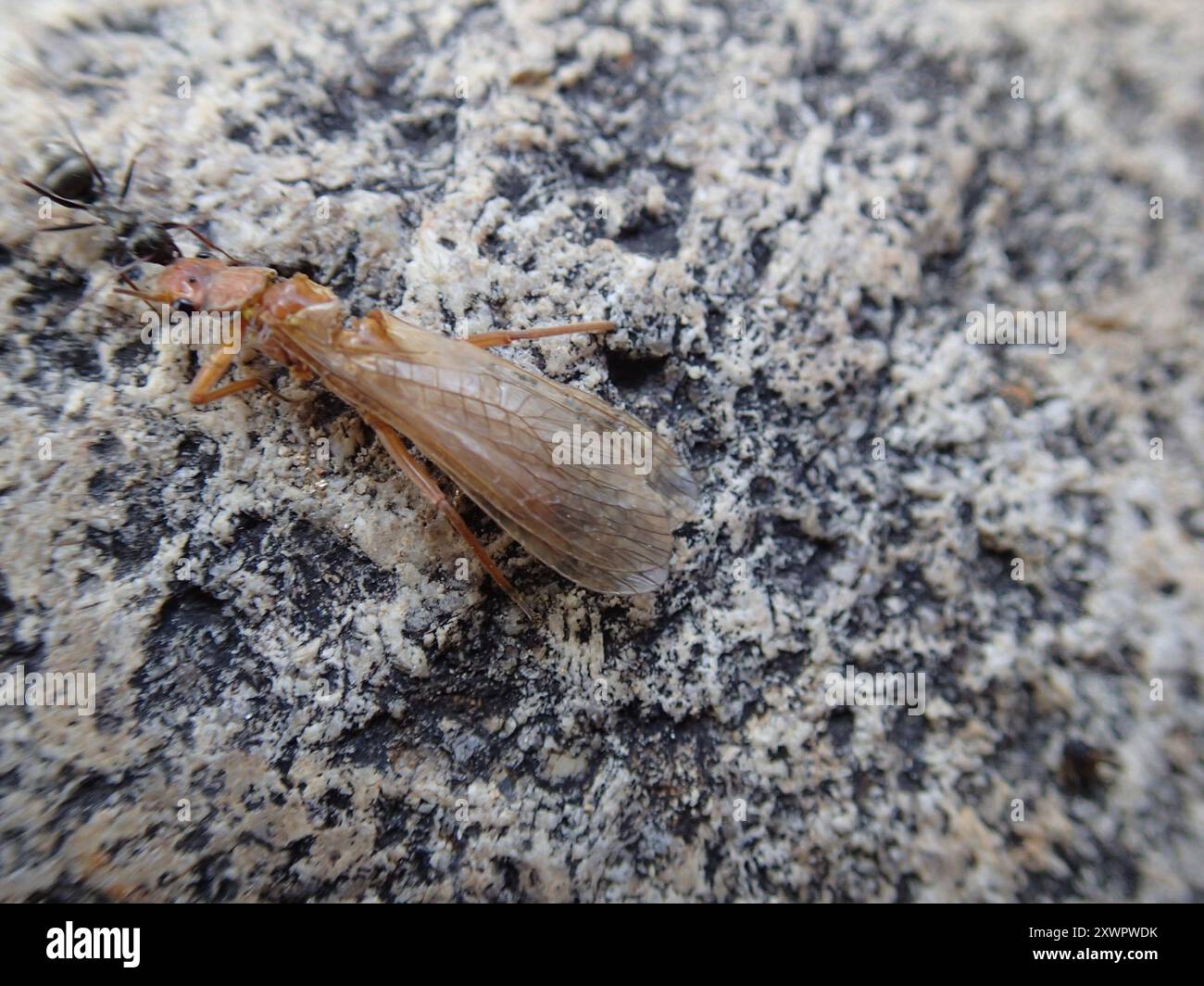 Common Stoneflies (Perlidae) Insecta Stock Photo - Alamy