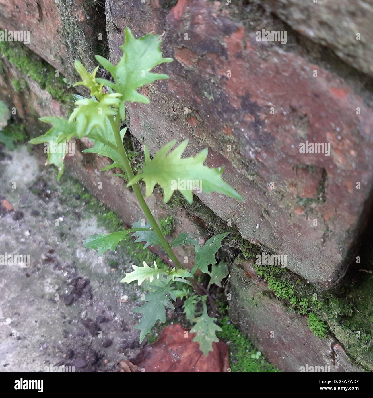 vascular plants (Tracheophyta) Plantae Stock Photo - Alamy