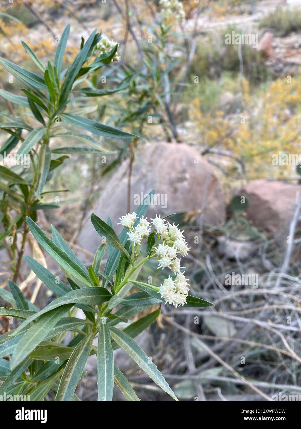 mule fat (Baccharis salicifolia) Plantae Stock Photo - Alamy