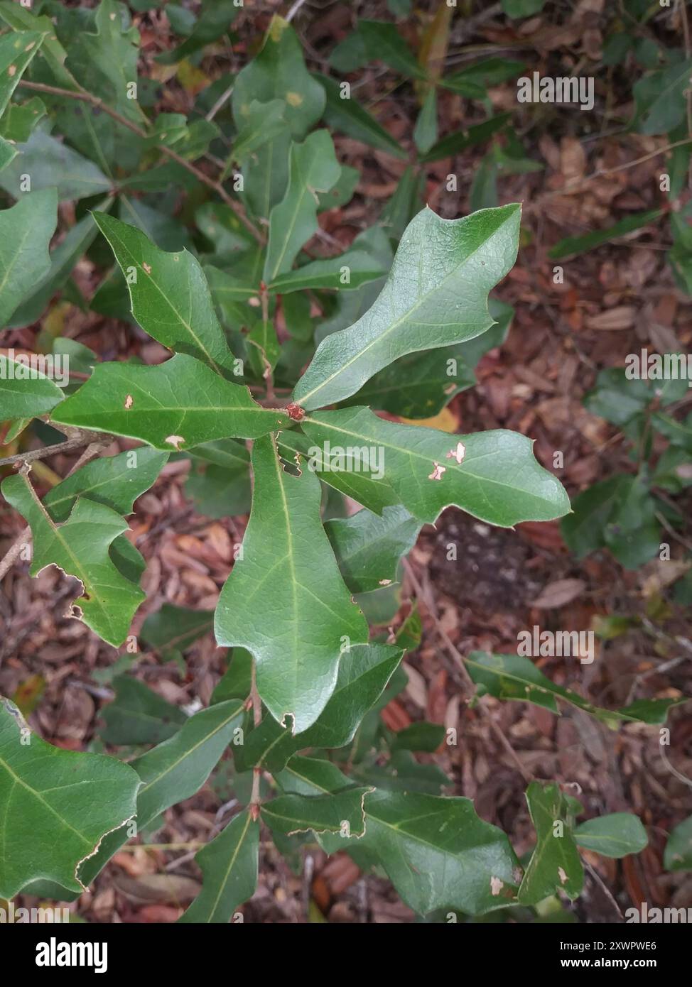 water oak (Quercus nigra) Plantae Stock Photo - Alamy