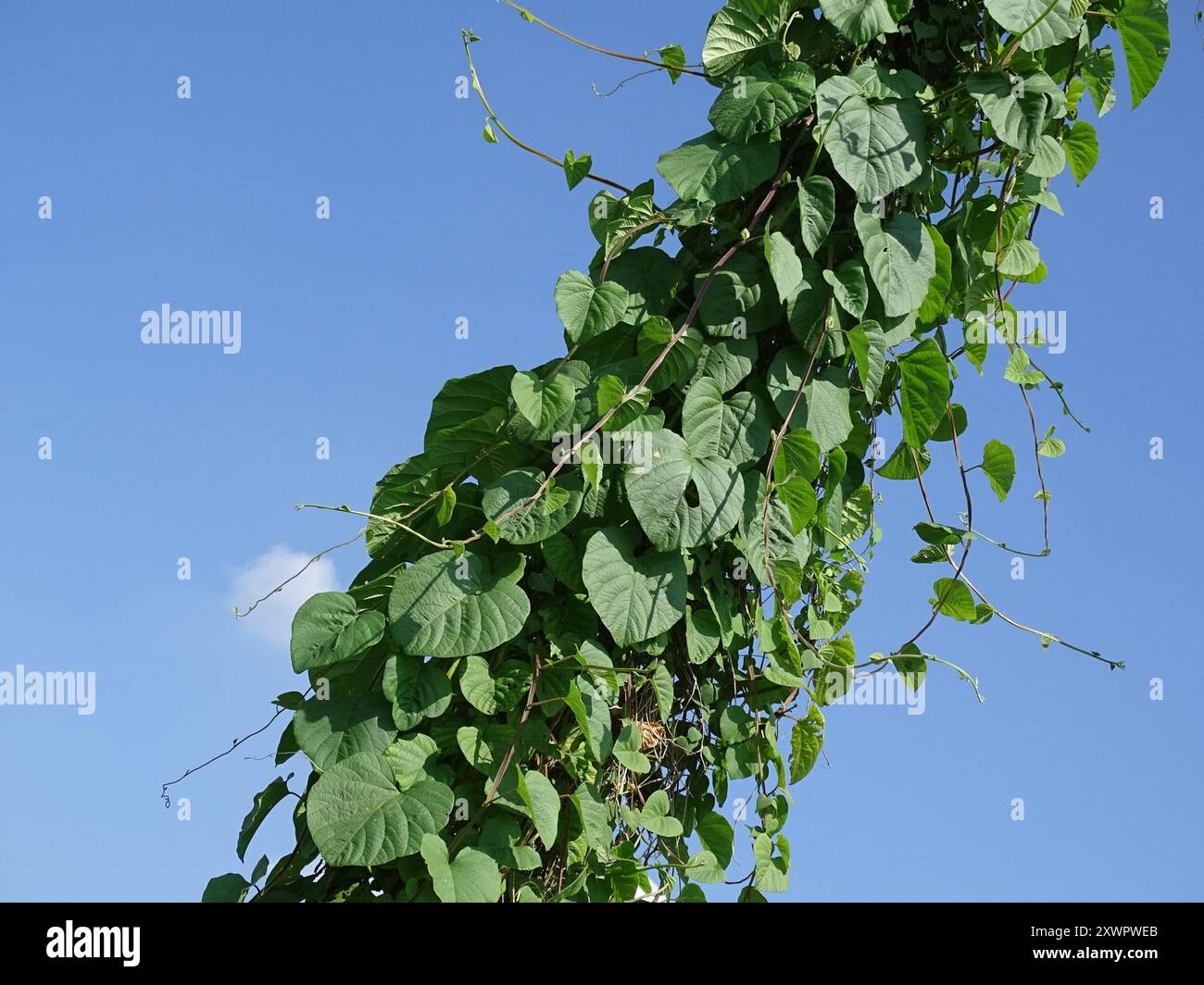 Turpeth (Operculina turpethum) Plantae Stock Photo - Alamy